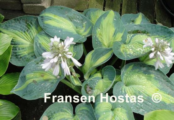 Hosta Color Glory - Fransen Hostas